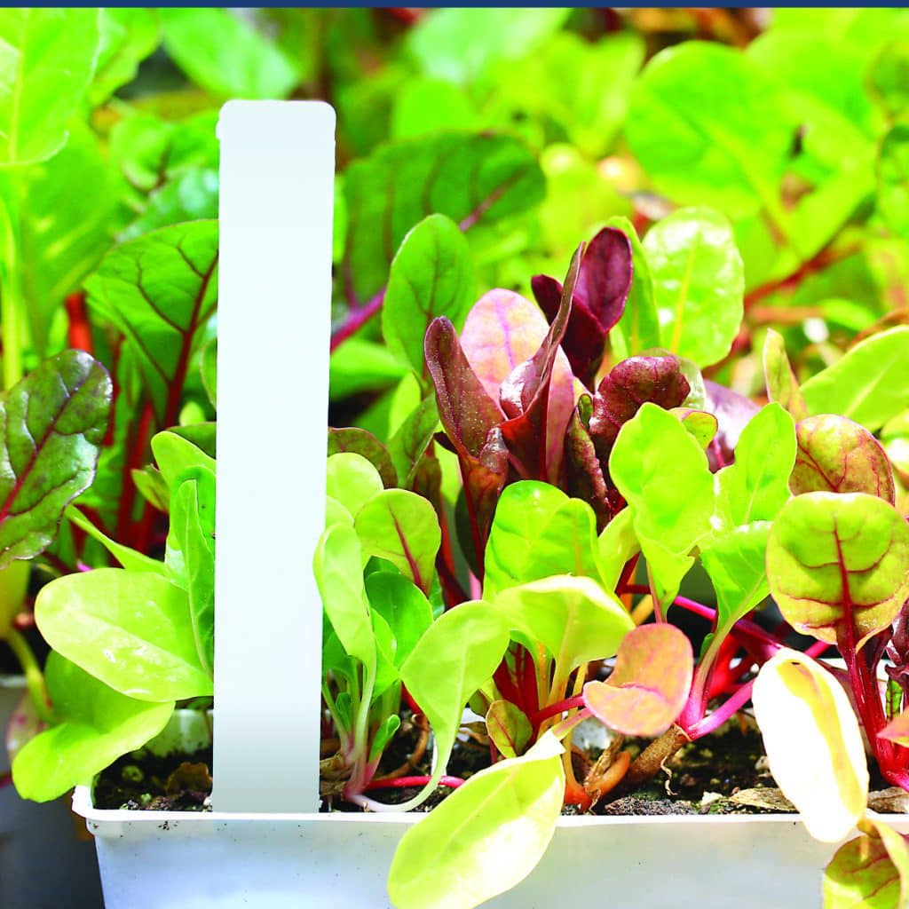 Plastic Pot Stakes 5" – Centurion-inc.com